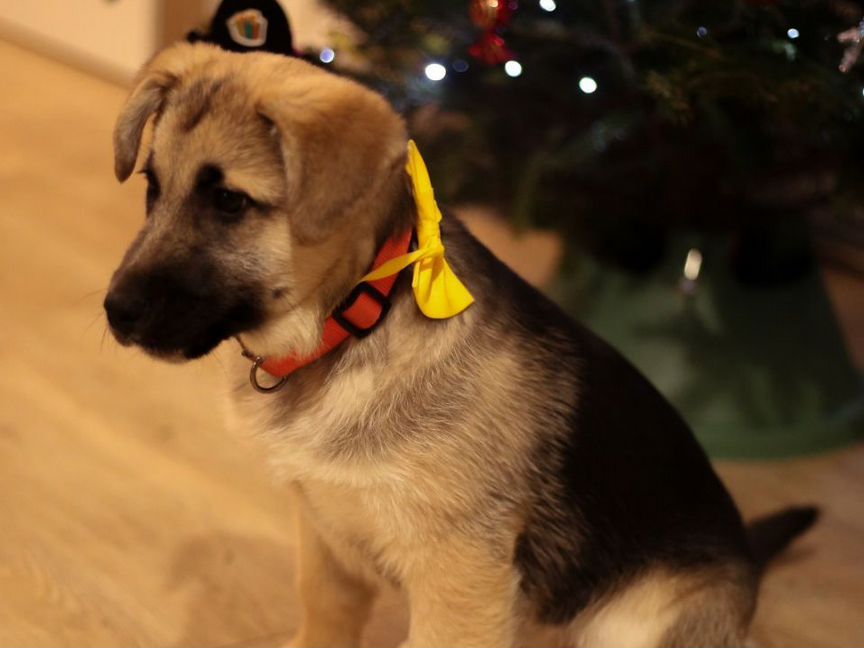 Собака Гретта, 4 мес., активная и весёлая