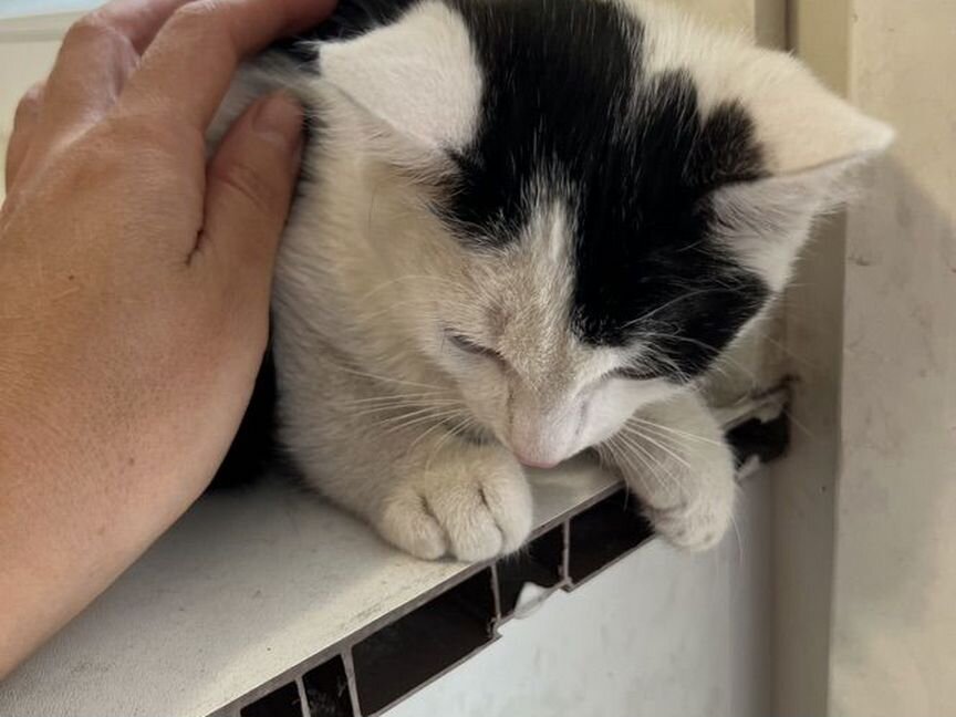 Котенок
