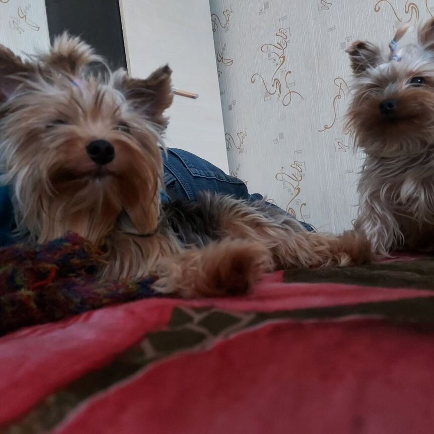 Йоркширский терьер