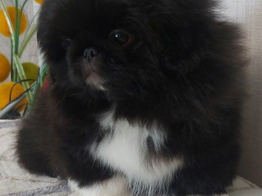 Собаки щенки пекинес