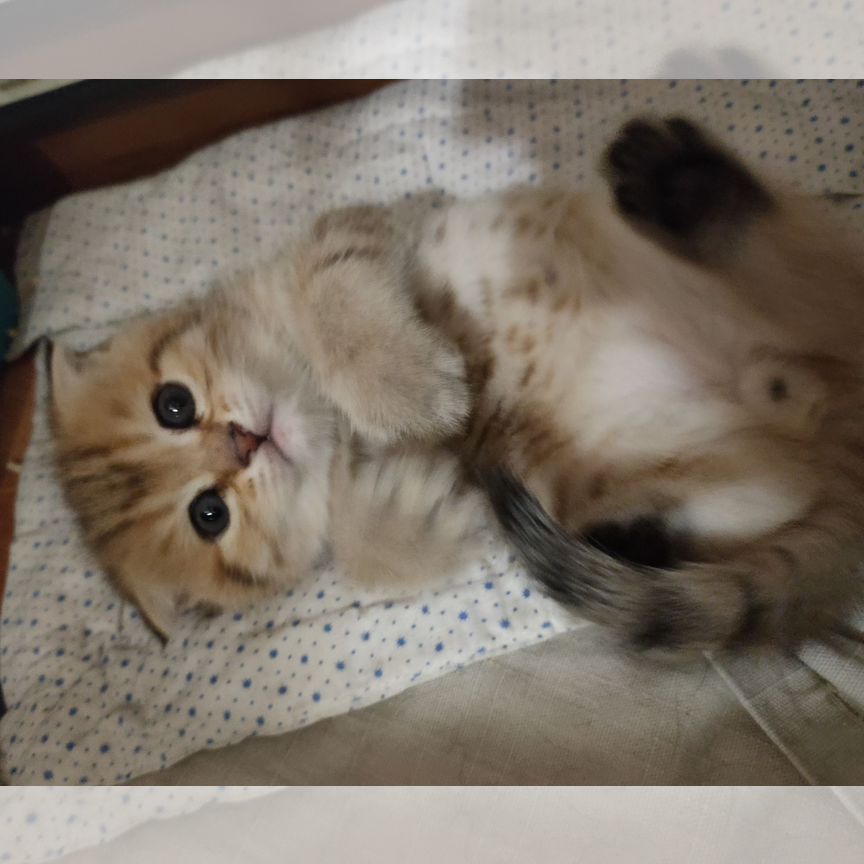 Шотландский котенок мальчик др 26 янв