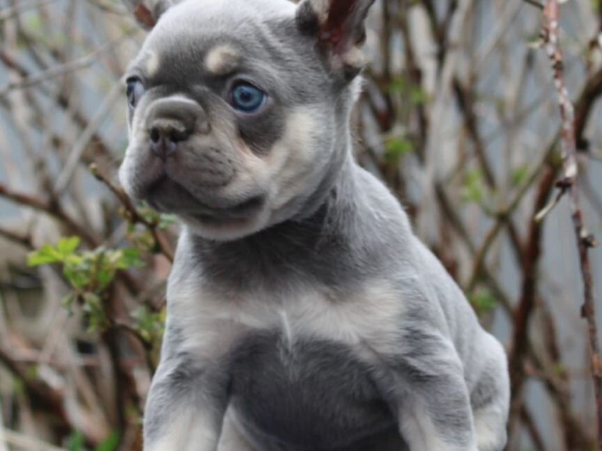 Французский бульдог щенки лиловый