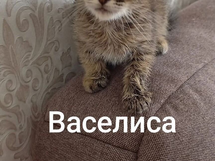 Котята в добрые руки