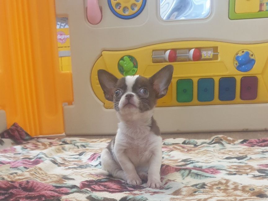 Мини девочка Чихуахуа