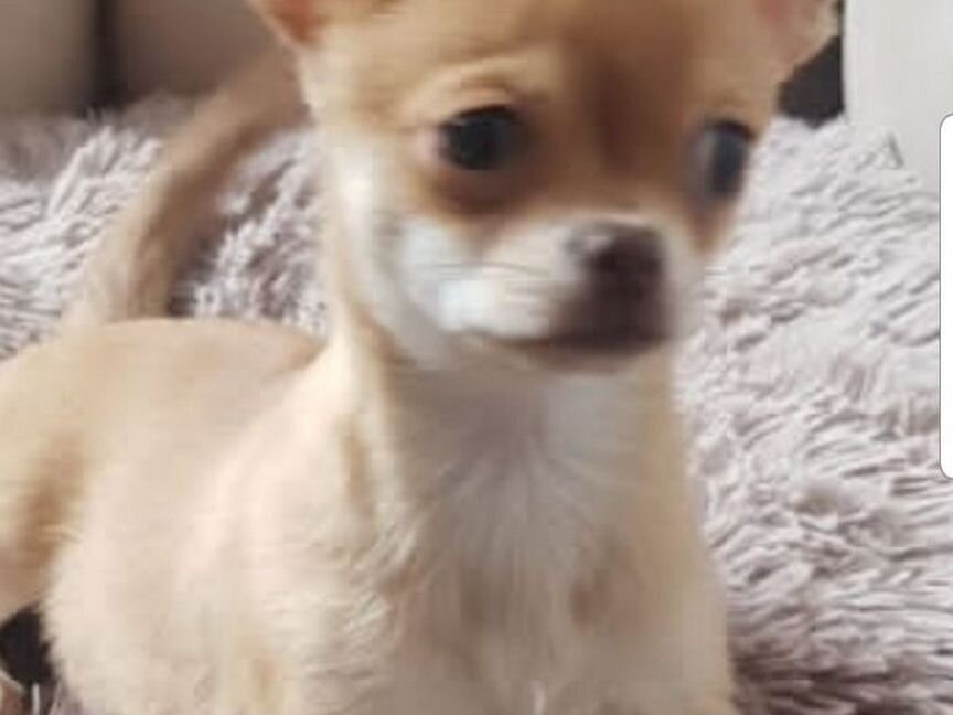 Щенки чихуахуа мини девочка гладкошерстные