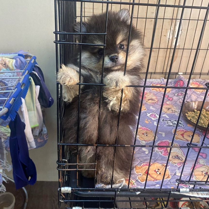 Померанский шпиц, щенок