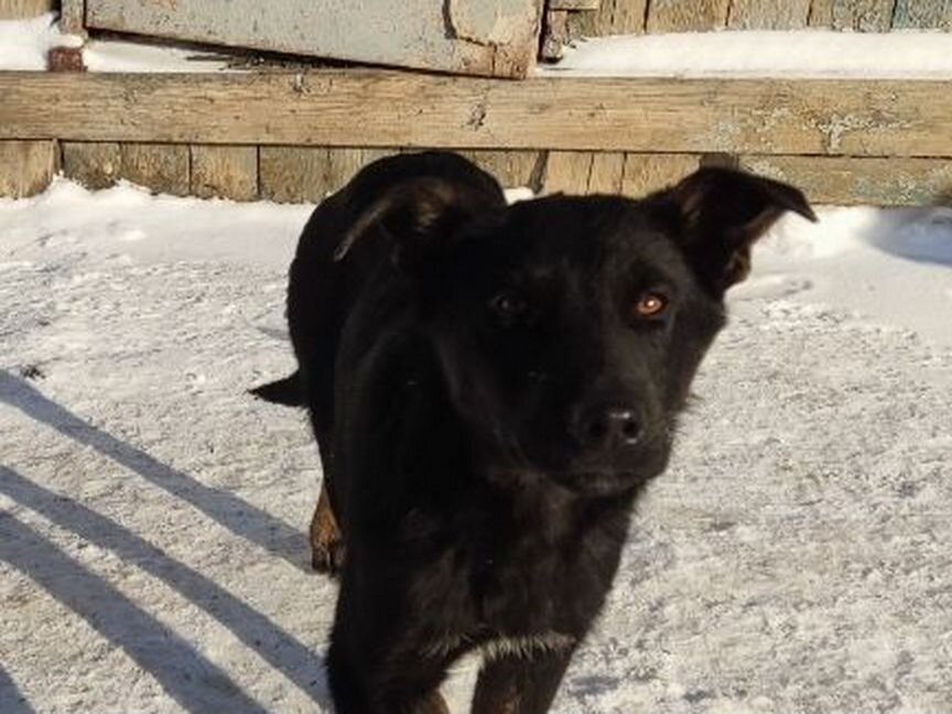 Щенок Рэм на охрану и в друзья