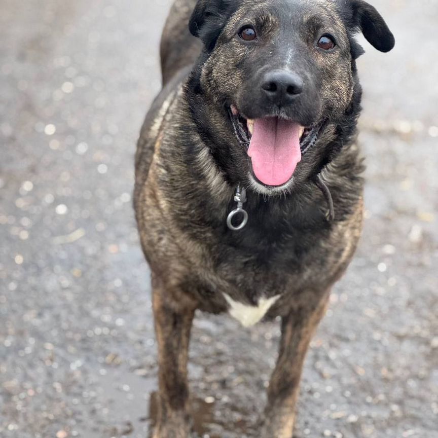 Собака Алла в добрые руки из приюта Некрасовка