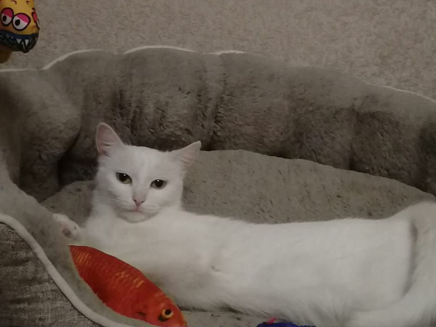 Кошки в добрые руки