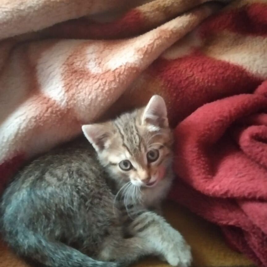 Котик в добрые руки