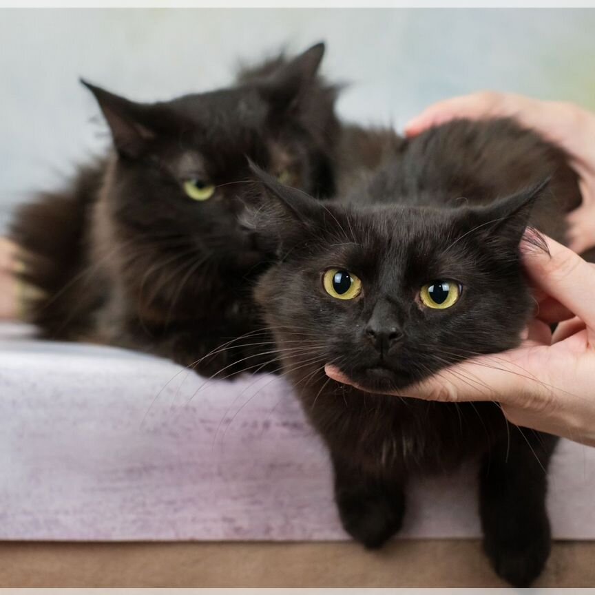 Чёрная кошка Тучка из приюта. В добрые руки