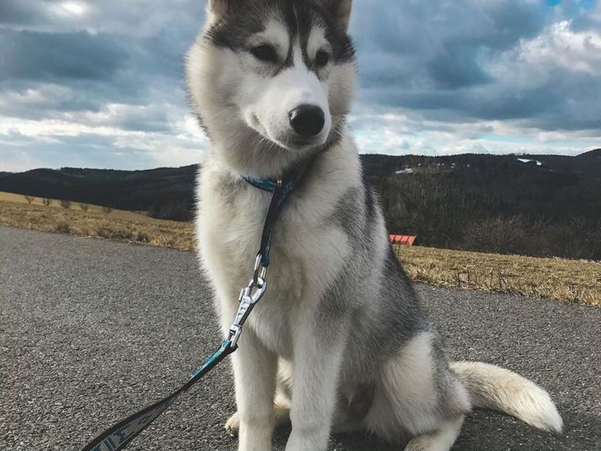 Сибирский хаски