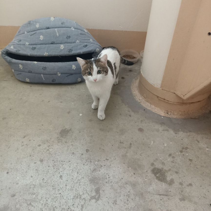 Котик бесплатно в добрые руки