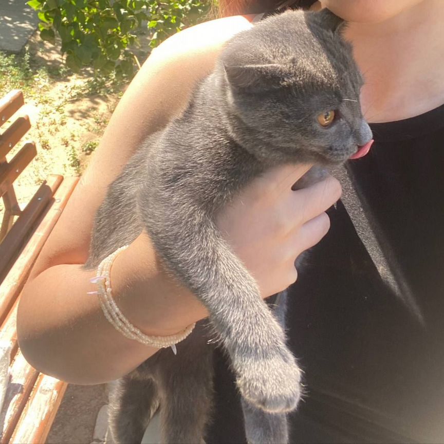 Котёнок шотландская вислоухая