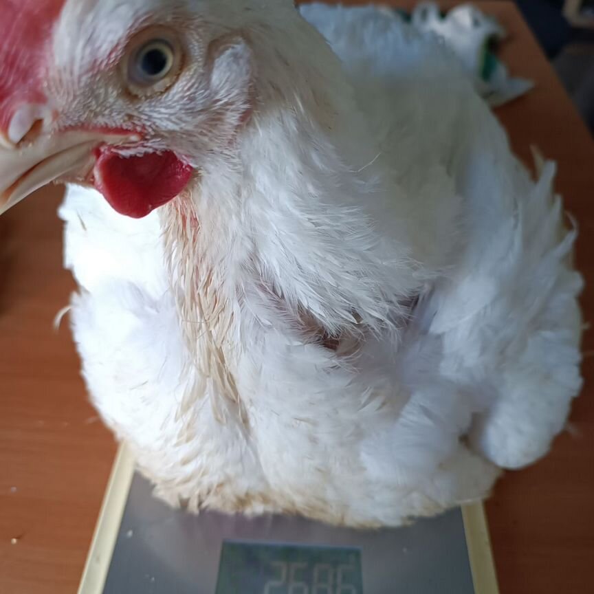 Крупные бройлеры (суповые)