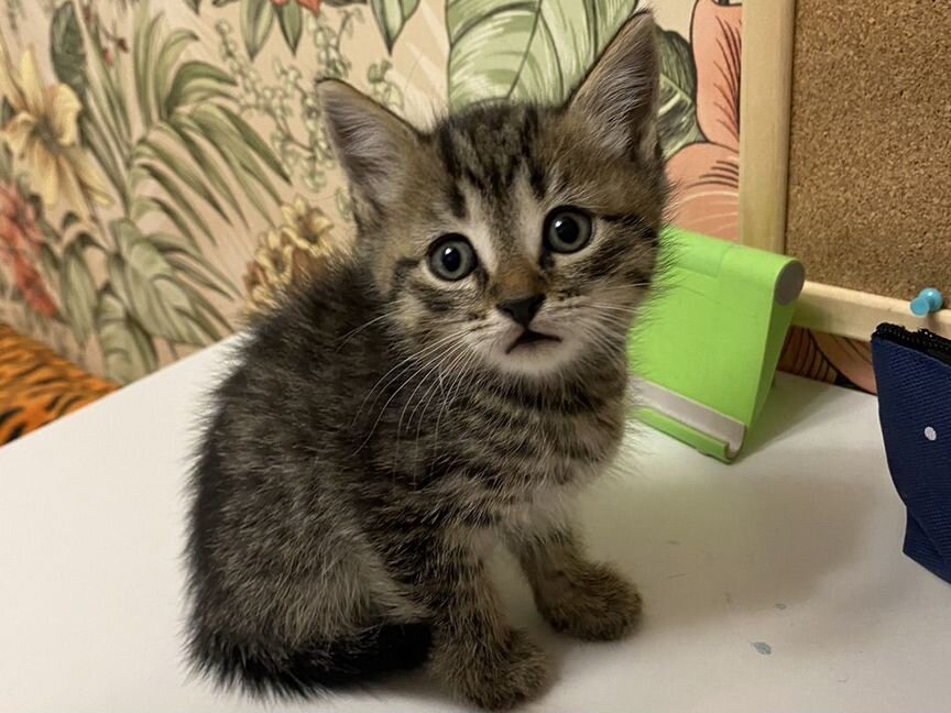 Котята