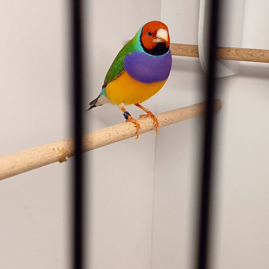 Амадины гульда