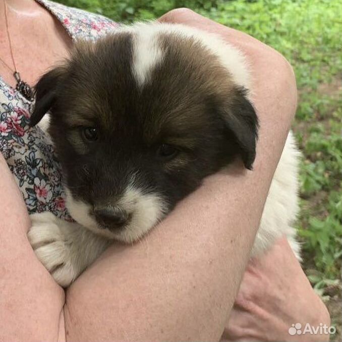 Прелестные маленькие щенки