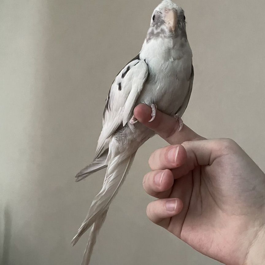 Попугай корелла мальчик