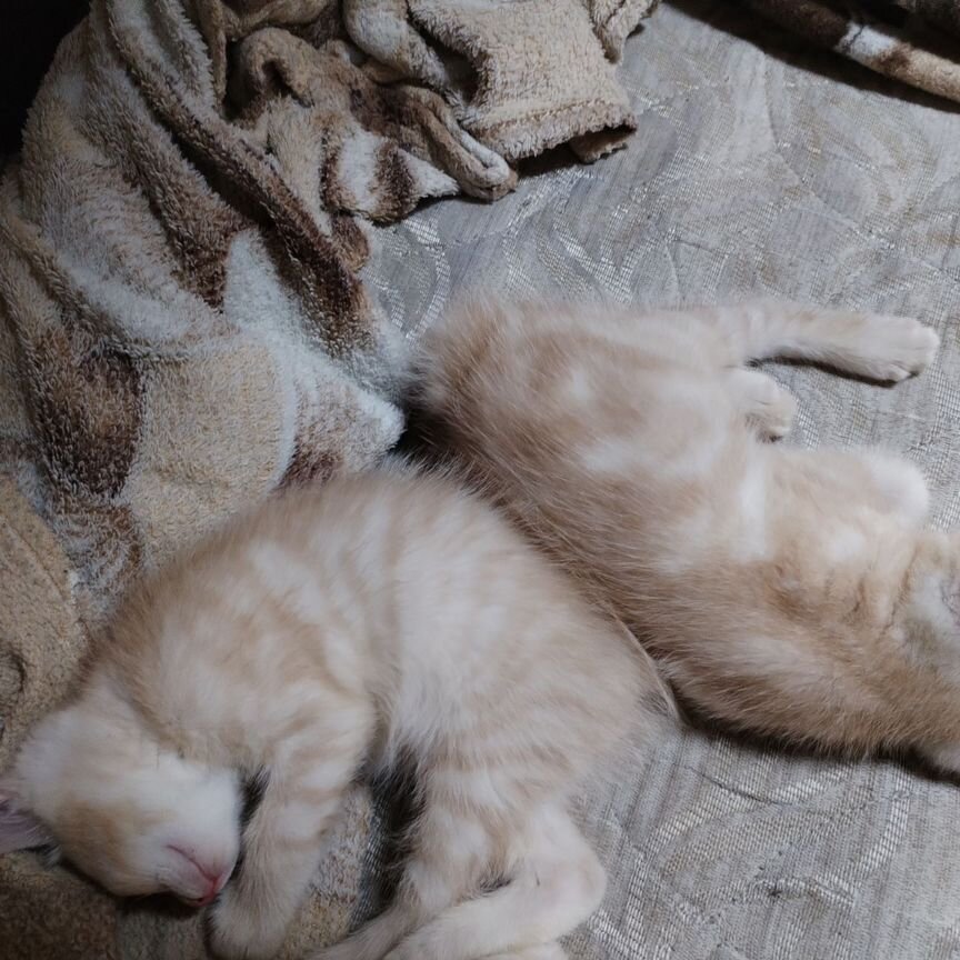 Кошки курильский бобтейл
