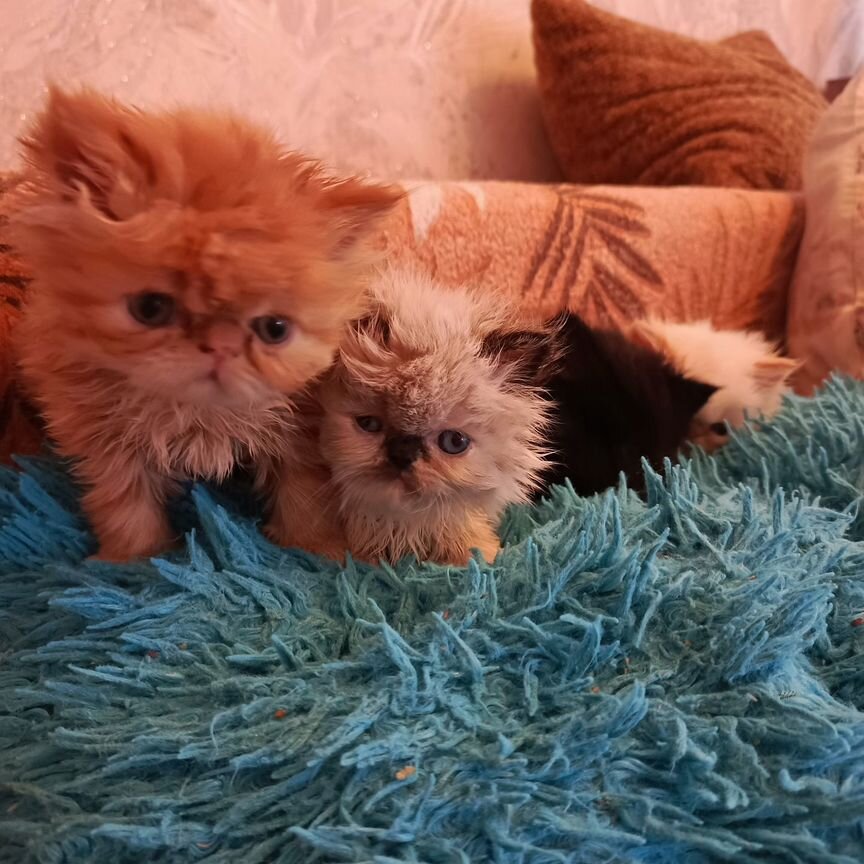 Персидские котята