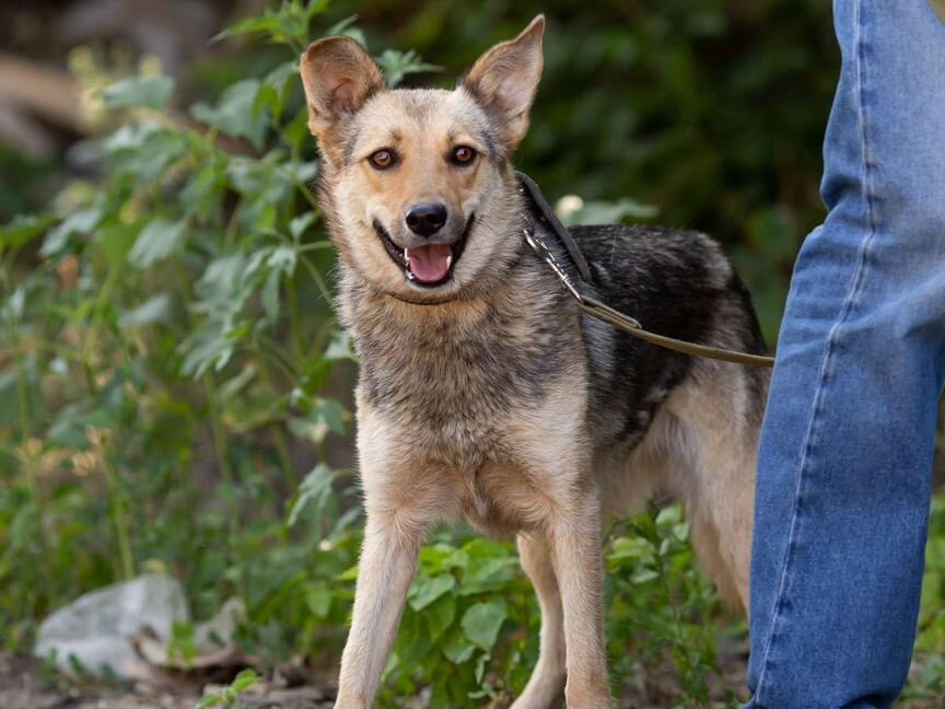 Собака в добрые руки