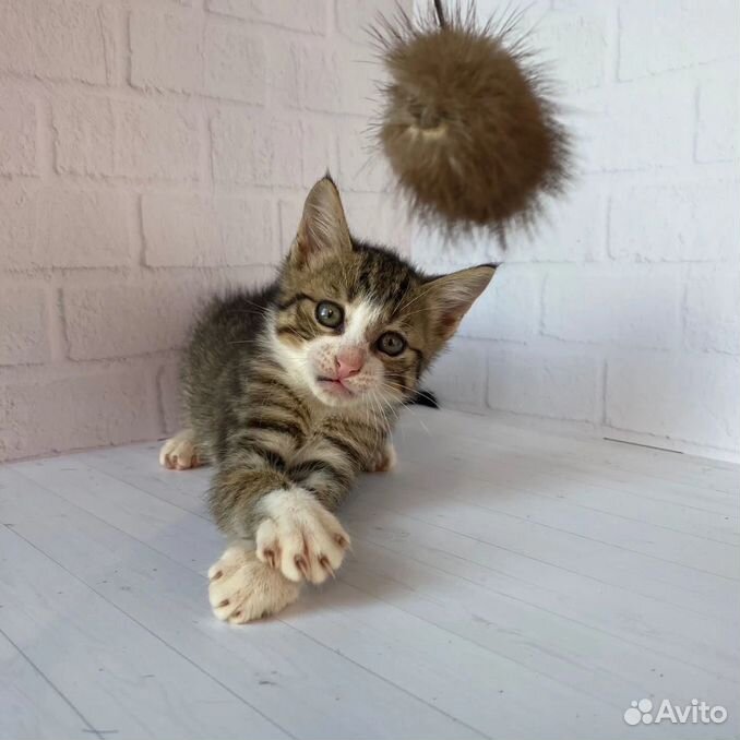 Полосатый мальчишка