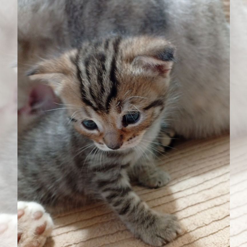 Шотландский прямоухий длинношёрстный котёнок