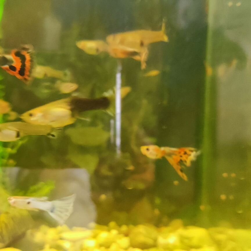Рыбки гуппи