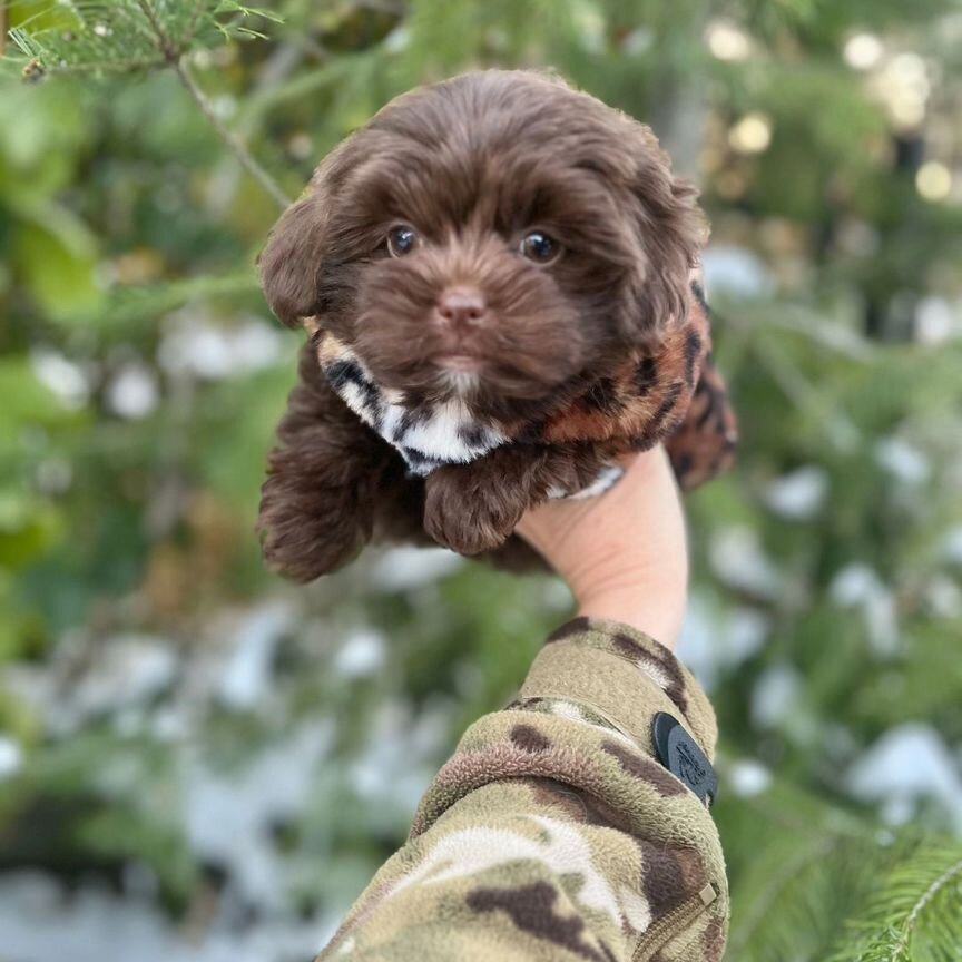 Мальтипу, щенок