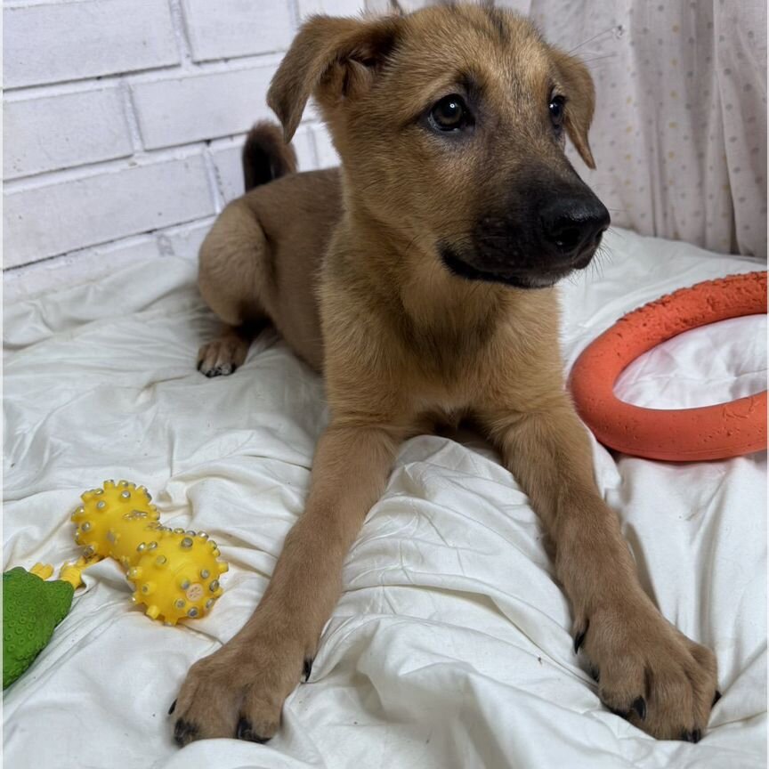 Щенок в добрые руки