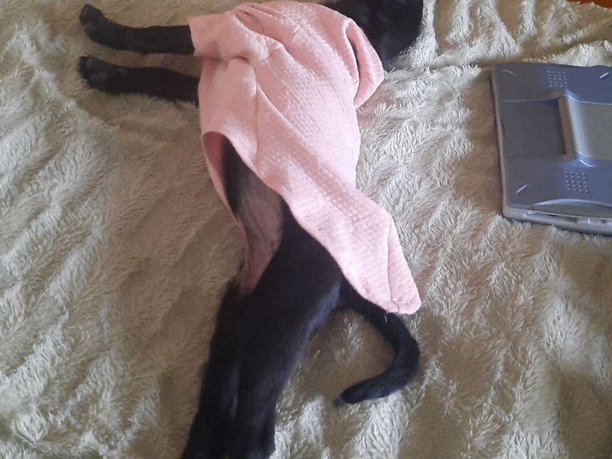 Отдам девочку в добрые руки