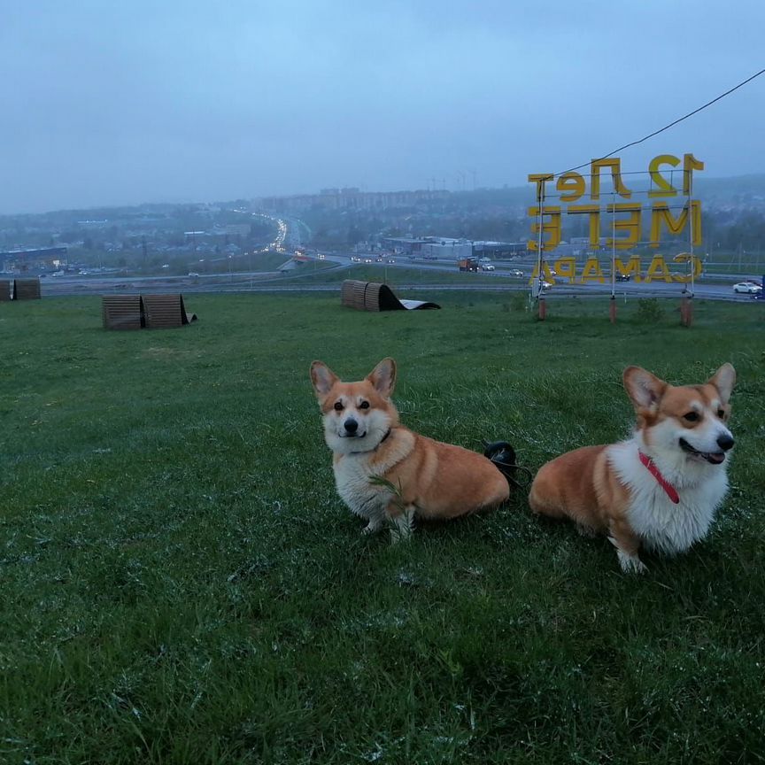Щенки Вельш Корги пемброк
