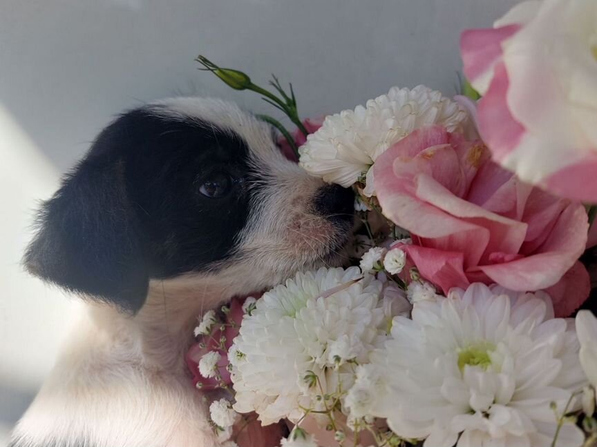 Щенок рассела и фокс терьера