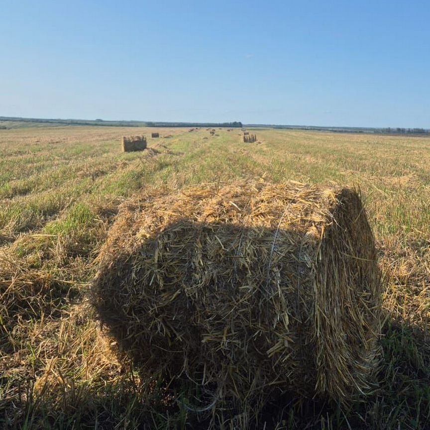 Солома ячменная в тюках
