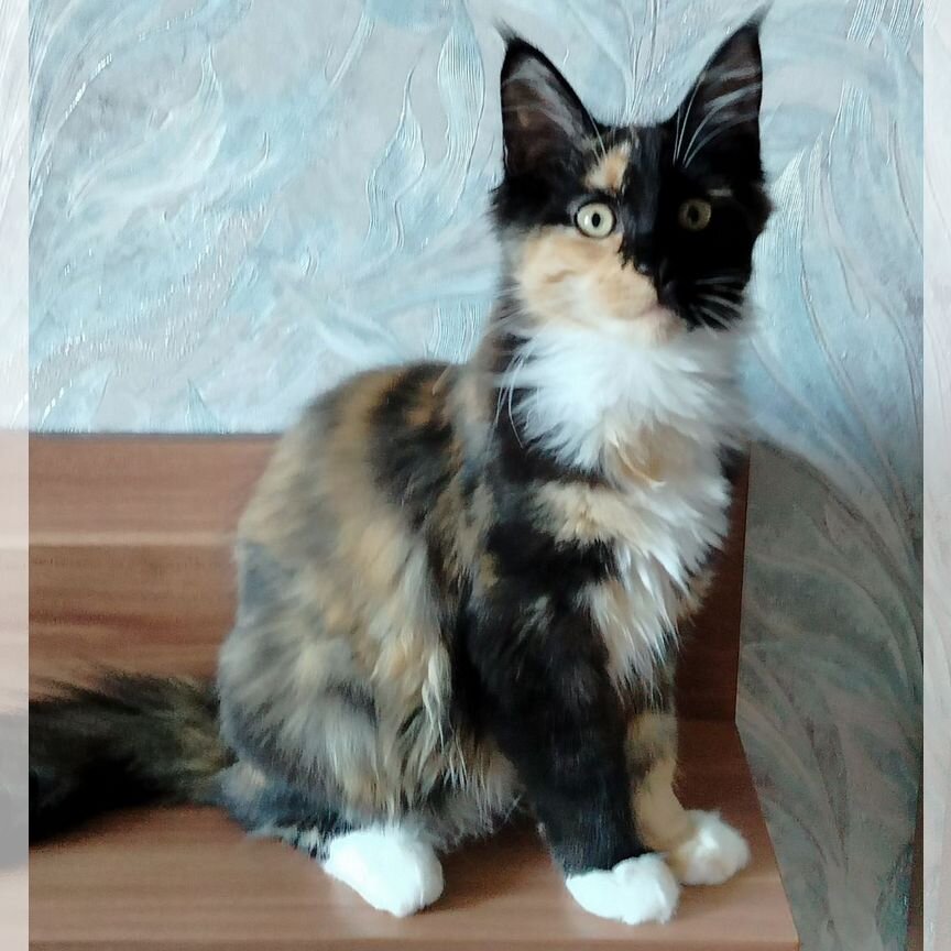 Котята мейн-кун