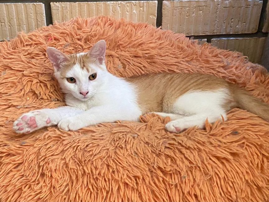 Котик 5 месяцев Кузя