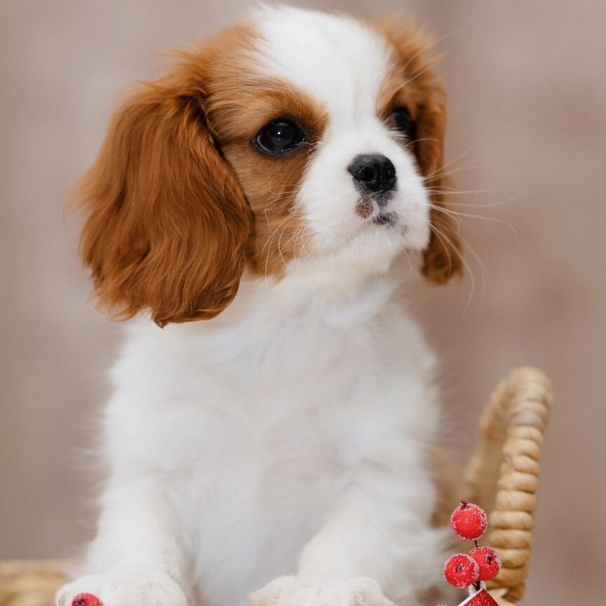 Кавалер кинг чарльз спаниель