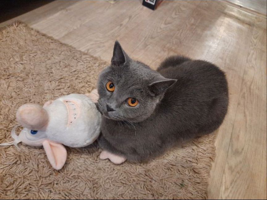 Британский кот настроение