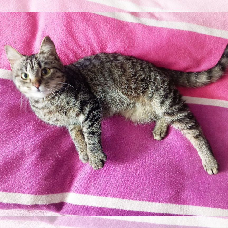 Котёнок в добрые руки