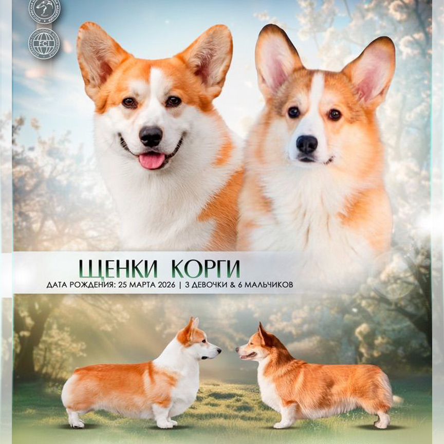 Вельш Корги Пемброк, щенок