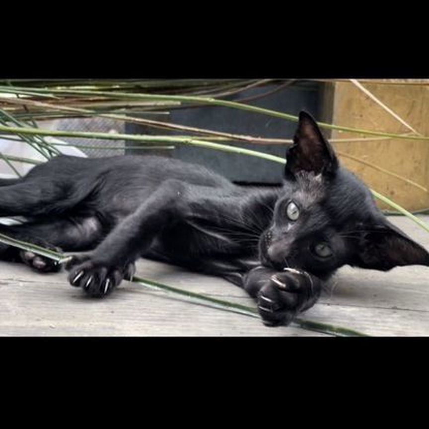 Ориентальный котёнок