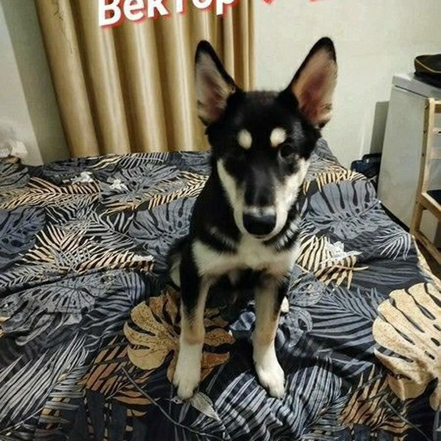 Щенок Воктор