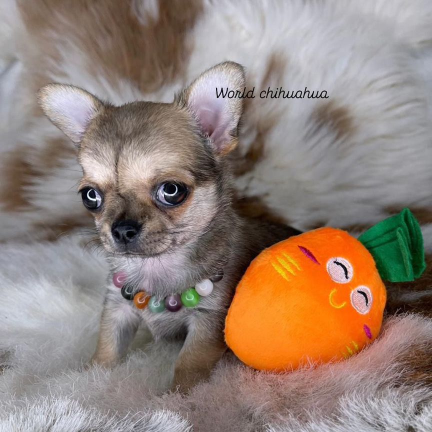 Super Мини Мальчик Чихуахуа