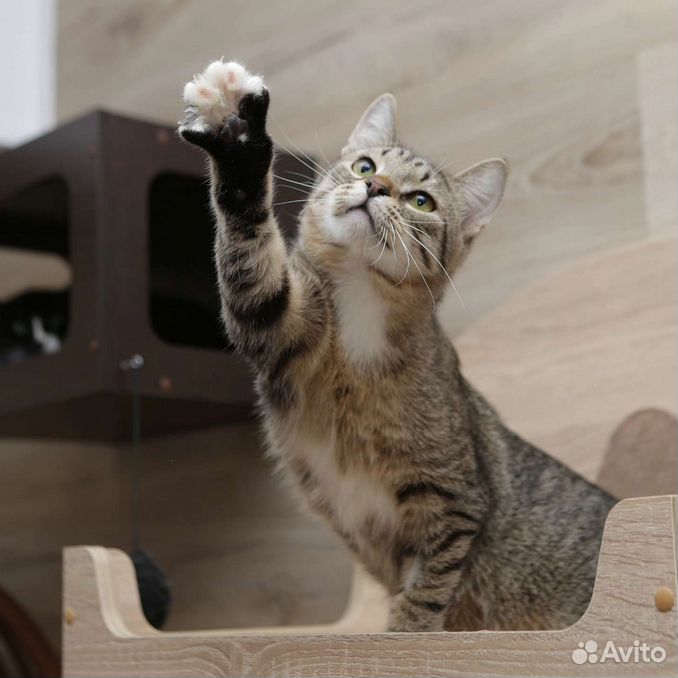 Кошка Викки 1,5 года