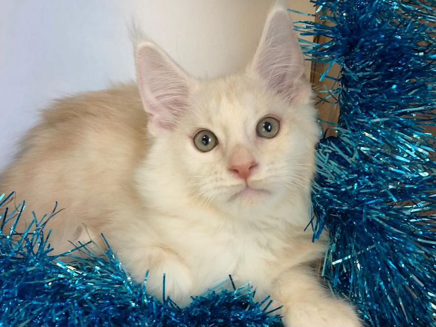 Мейн-кун кремовое серебро мальчик