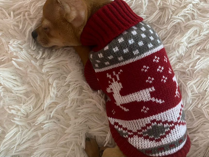 Два новых джемпера для животных, размер S и M