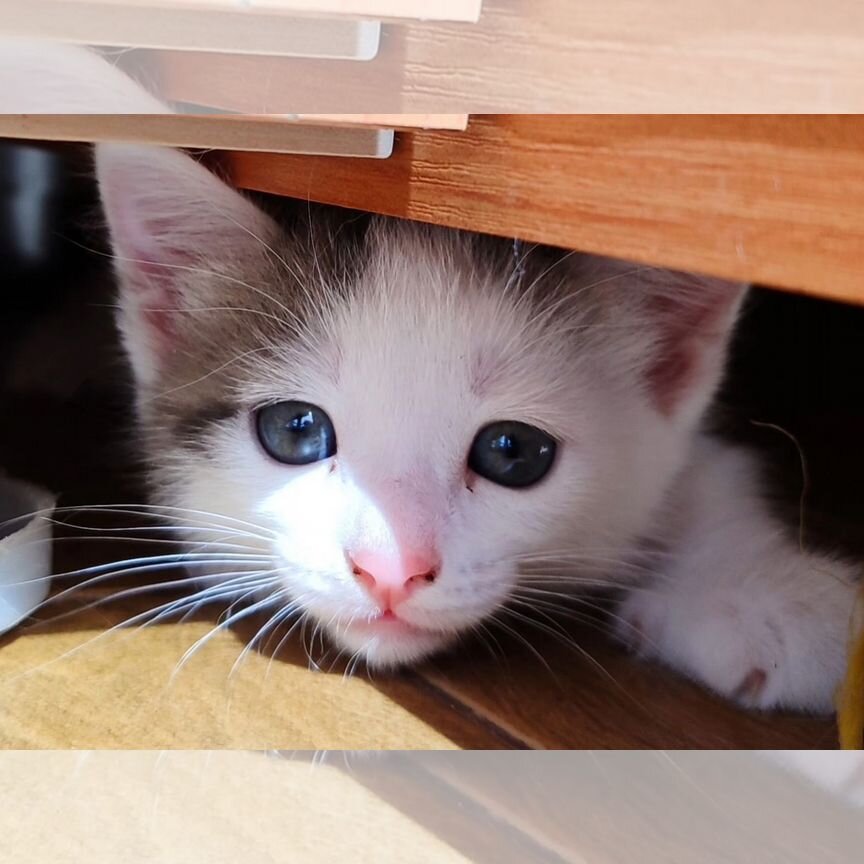 Котята в добрые руки бесплатно