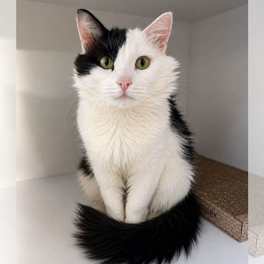 Взрослый кот в добрые руки