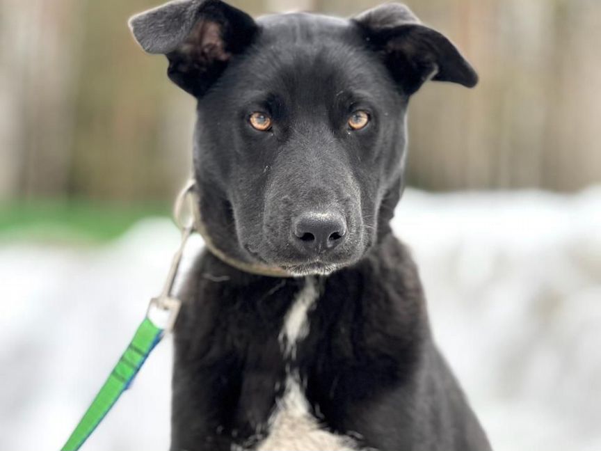 Собака в добрые руки